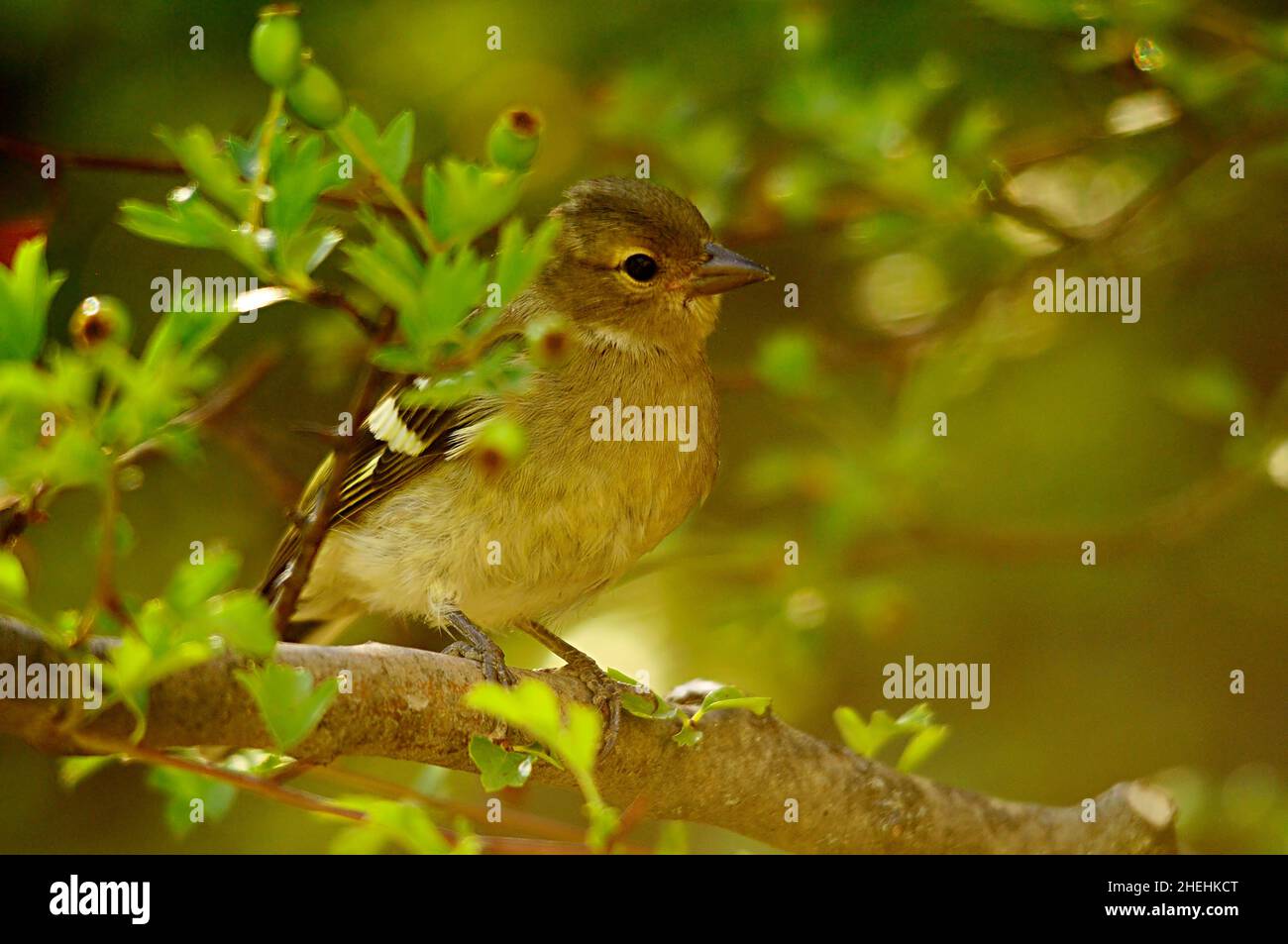The chaffinch is one of the most common Passerines in Europe Stock ...
