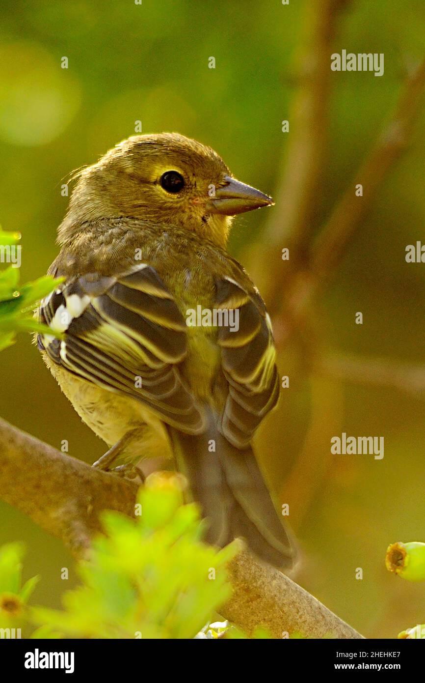 The chaffinch is one of the most common Passerines in Europe Stock ...