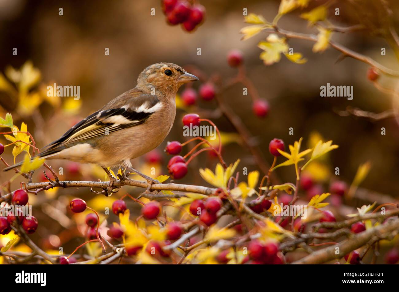 The chaffinch is one of the most common Passerines in Europe Stock ...