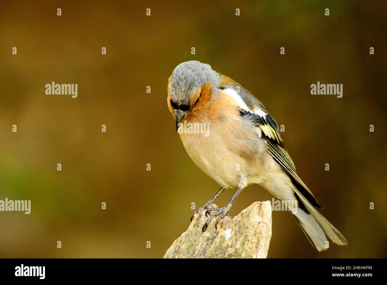 The chaffinch is one of the most common Passerines in Europe Stock ...