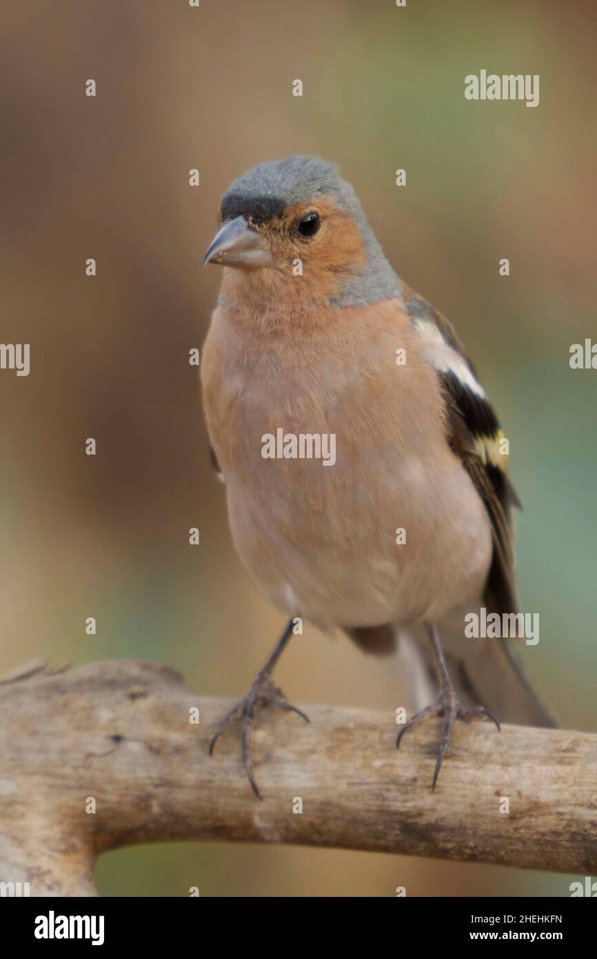 The chaffinch is one of the most common Passerines in Europe Stock ...