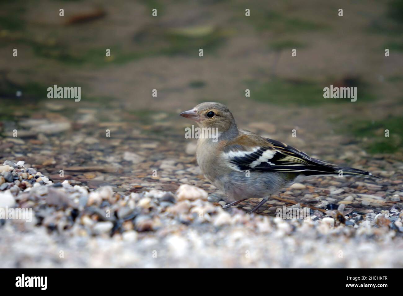 The chaffinch is one of the most common Passerines in Europe Stock ...