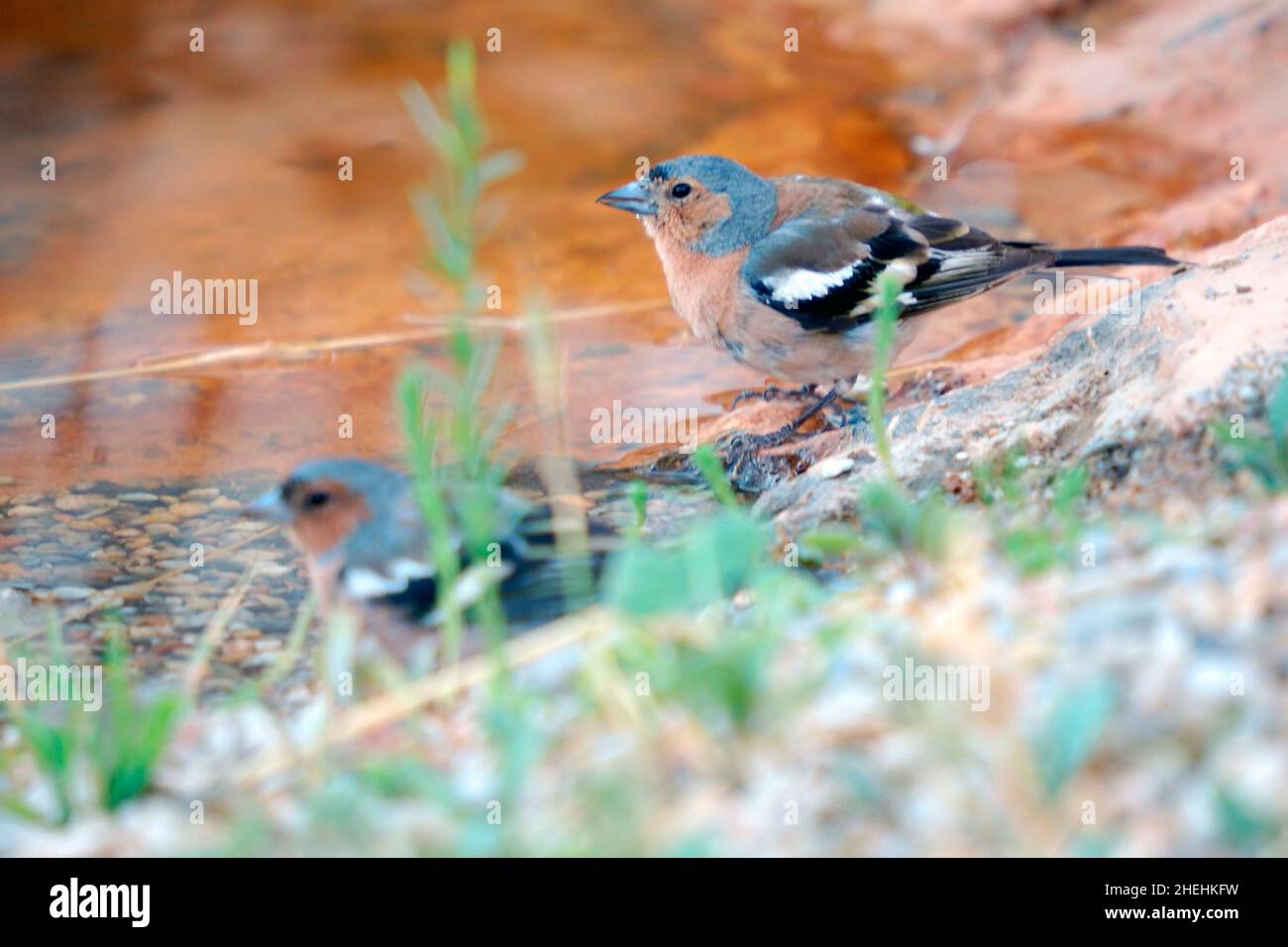 The chaffinch is one of the most common Passerines in Europe Stock ...