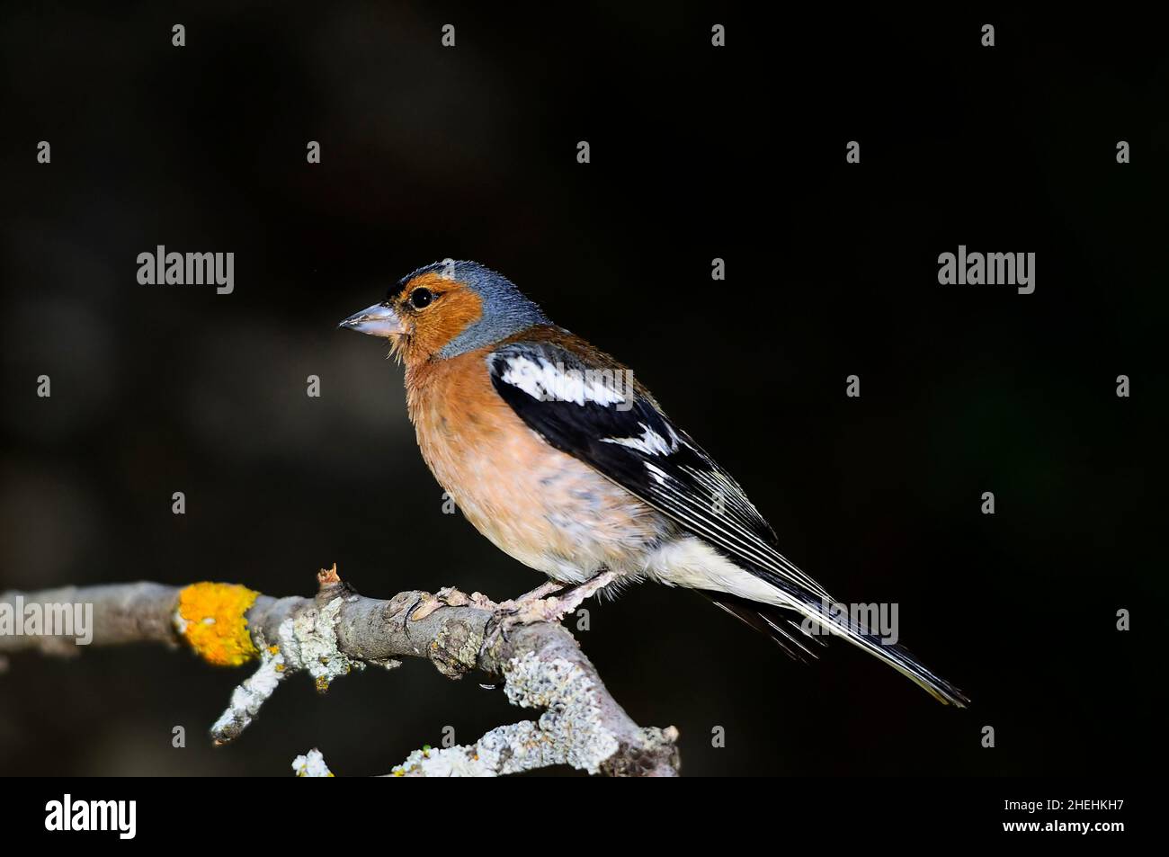 The chaffinch is one of the most common Passerines in Europe Stock ...