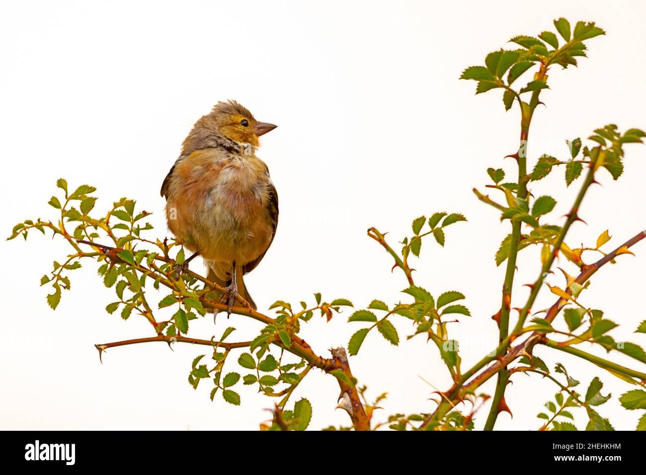 The chaffinch is one of the most common Passerines in Europe Stock ...
