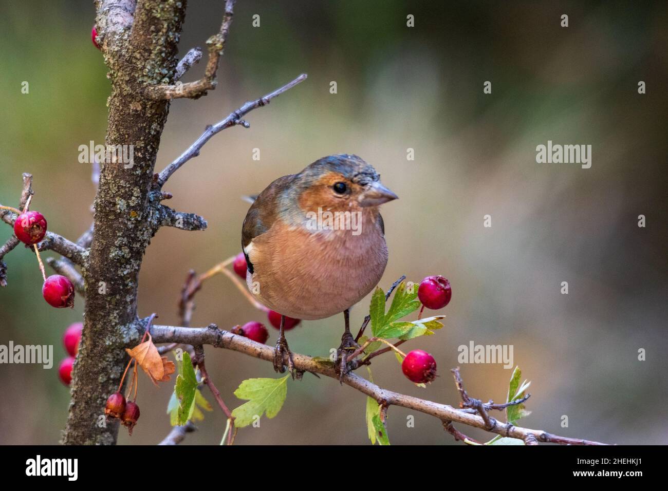 The chaffinch is one of the most common Passerines in Europe Stock ...