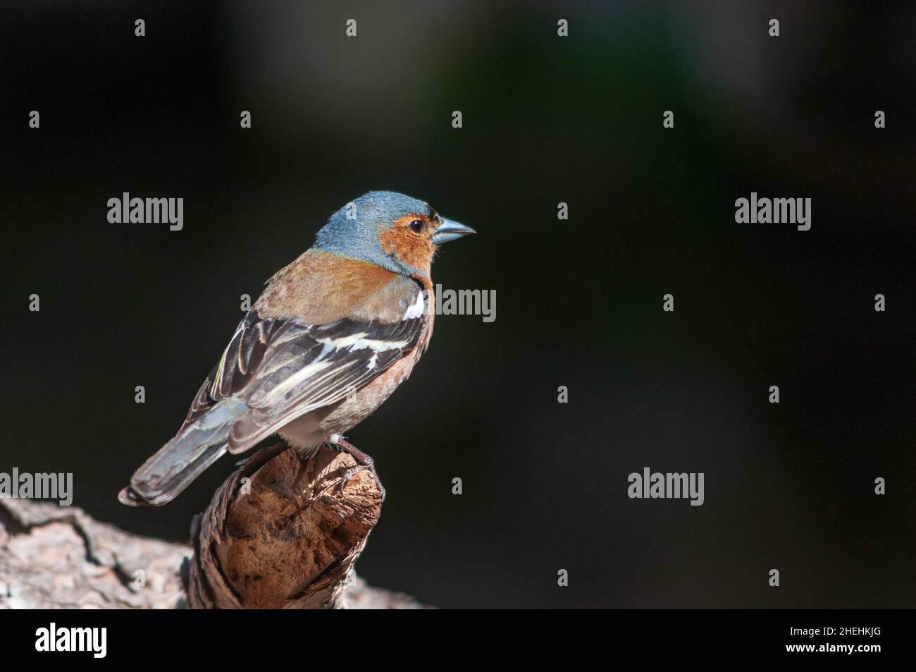 The chaffinch is one of the most common Passerines in Europe Stock ...