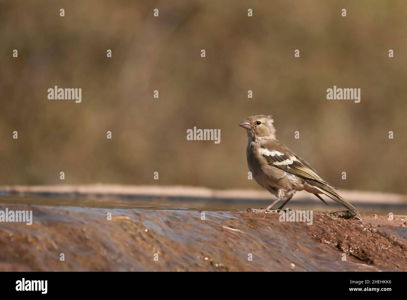 The chaffinch is one of the most common Passerines in Europe Stock ...