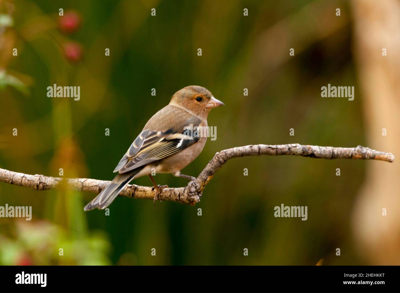 The chaffinch is one of the most common Passerines in Europe Stock ...