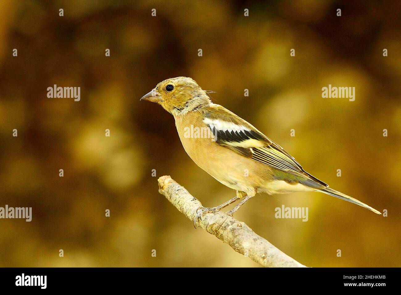 The chaffinch is one of the most common Passerines in Europe Stock ...