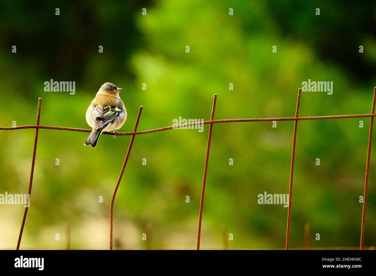 The chaffinch is one of the most common Passerines in Europe Stock ...