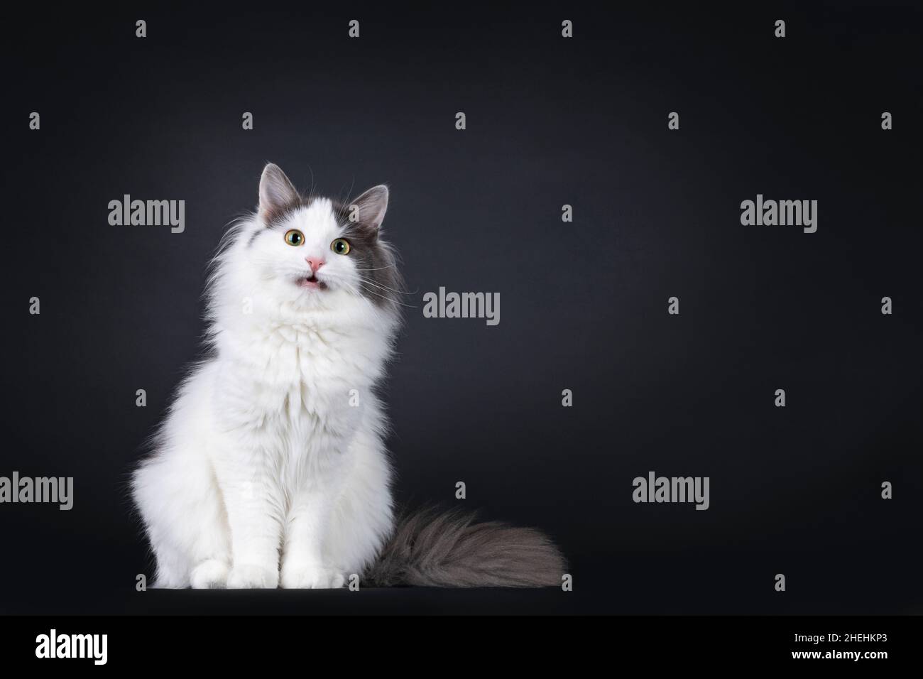 Expressive young Turkish Van cat, sitting facing front with mouth open ...
