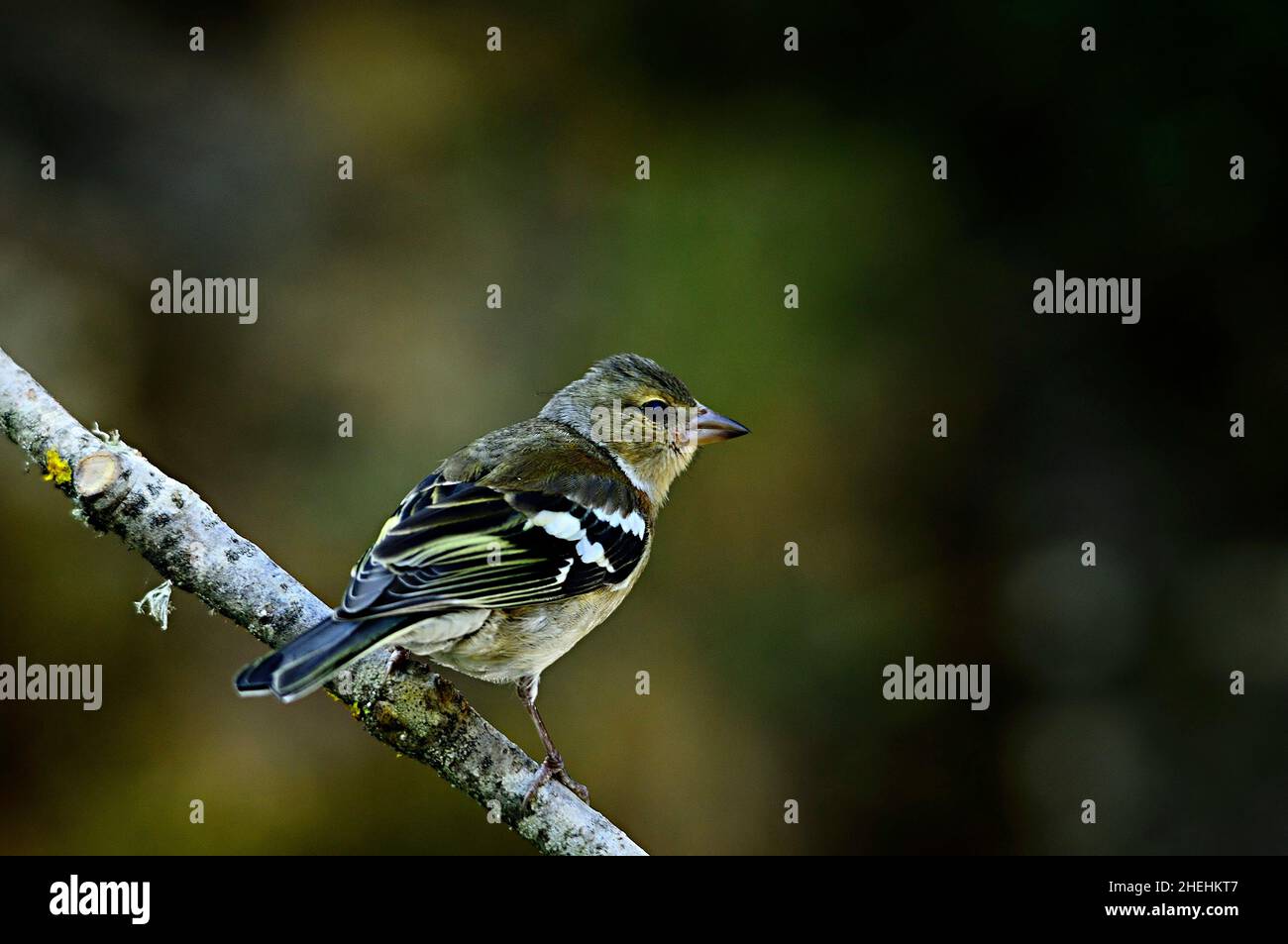 The chaffinch is one of the most common Passerines in Europe Stock ...