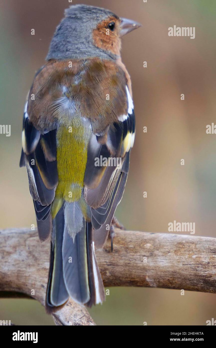 The chaffinch is one of the most common Passerines in Europe Stock ...