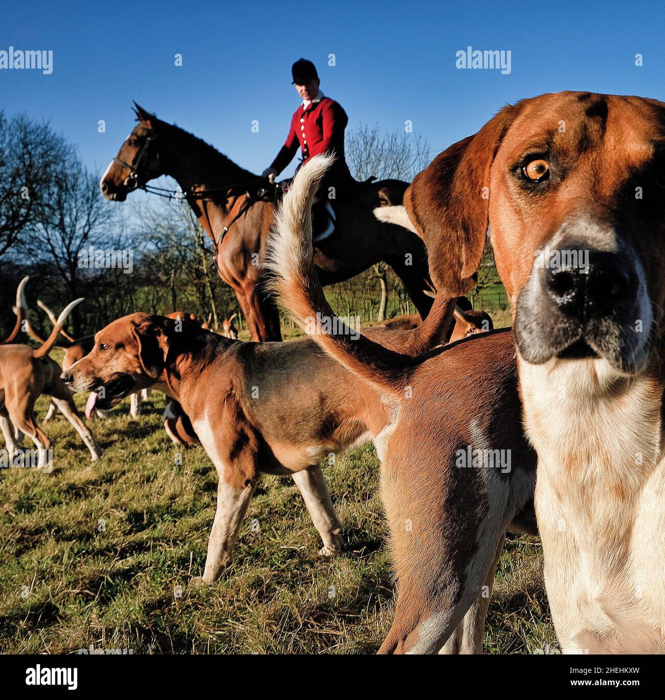 The Woodland Pytchley Hunt at Dingley, Northants., 4th December, 2021 ...