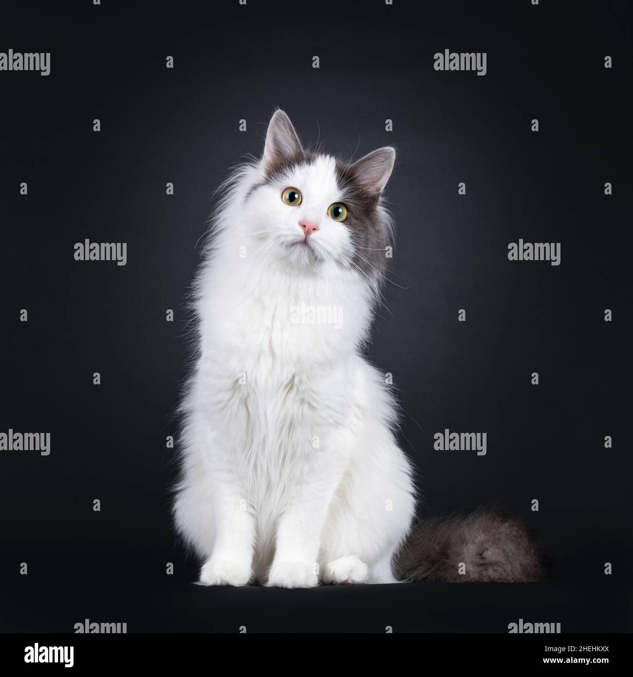Expressive young Turkish Van cat, sitting up facing front with cute ...