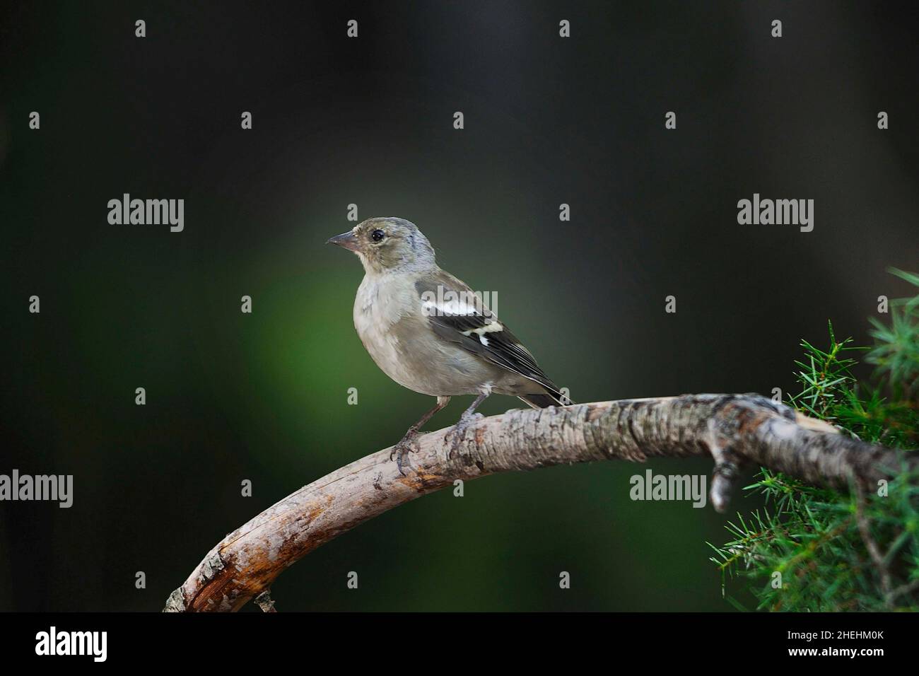 The chaffinch is one of the most common Passerines in Europe Stock ...