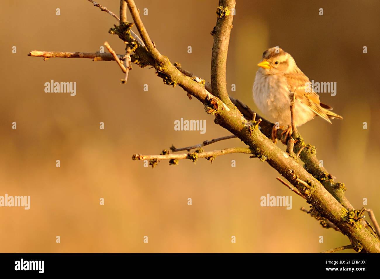 The chaffinch is one of the most common Passerines in Europe Stock ...