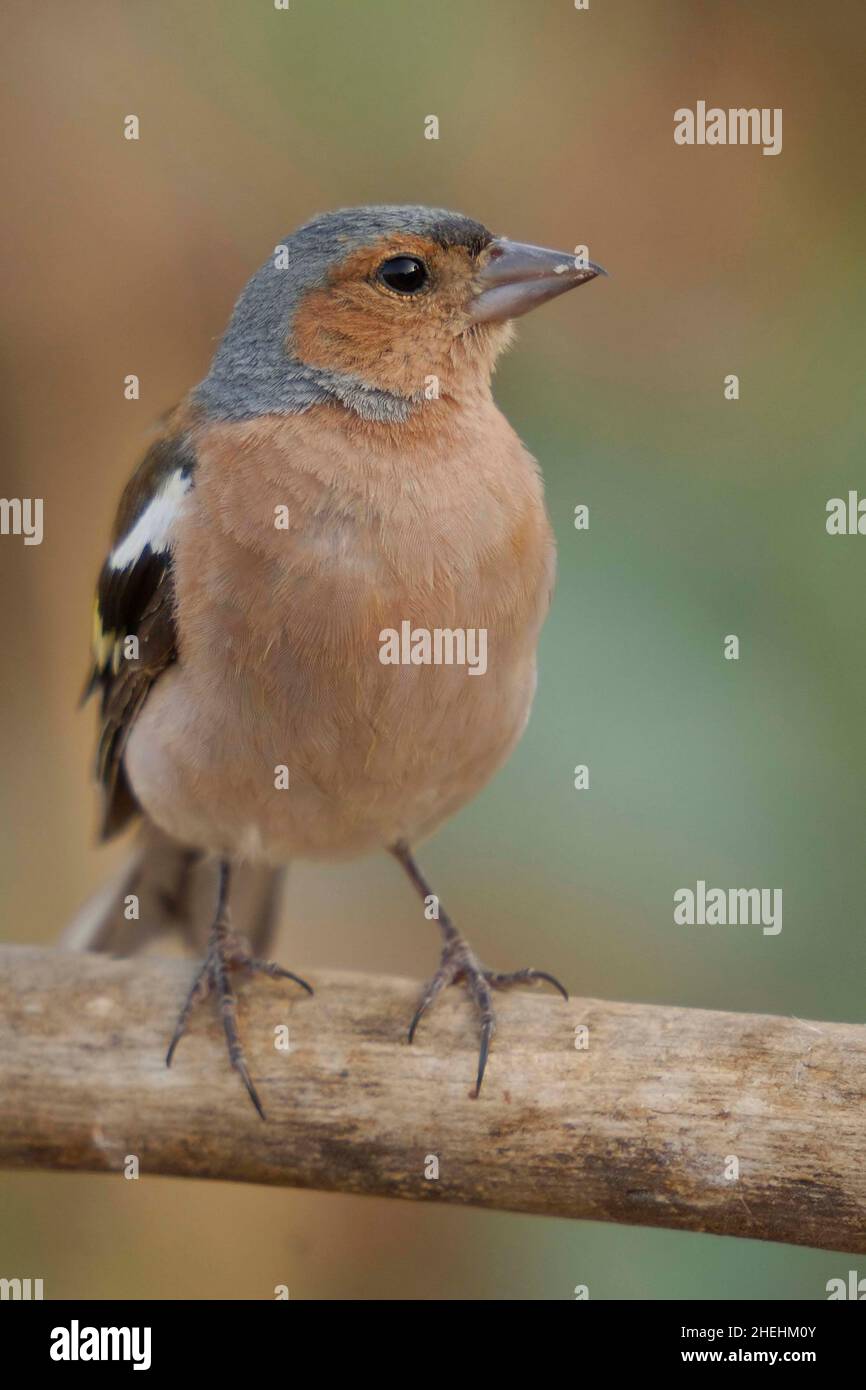The chaffinch is one of the most common Passerines in Europe Stock ...