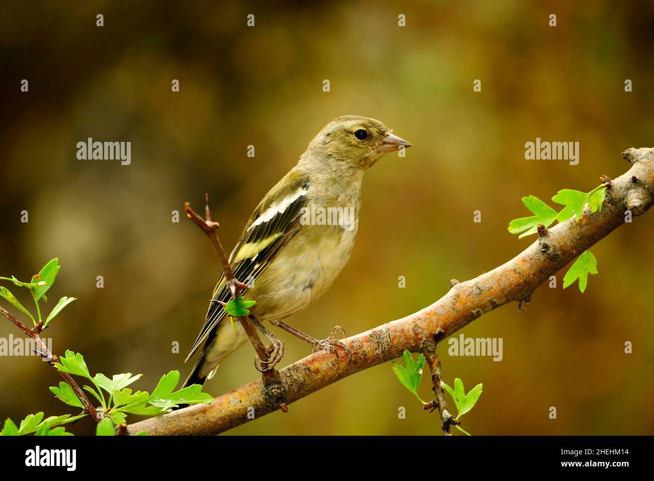 The chaffinch is one of the most common Passerines in Europe Stock ...