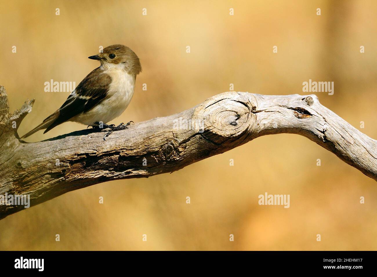 The chaffinch is one of the most common Passerines in Europe Stock ...