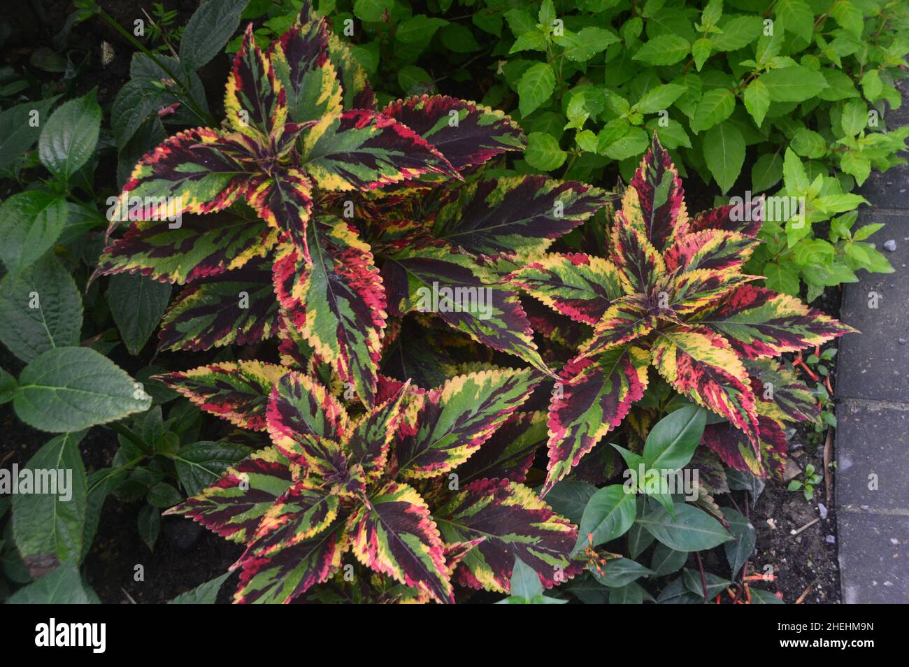 Dark Red/Green Variegated Coleus Scutellarioides 'Combat' Leaves in the ...