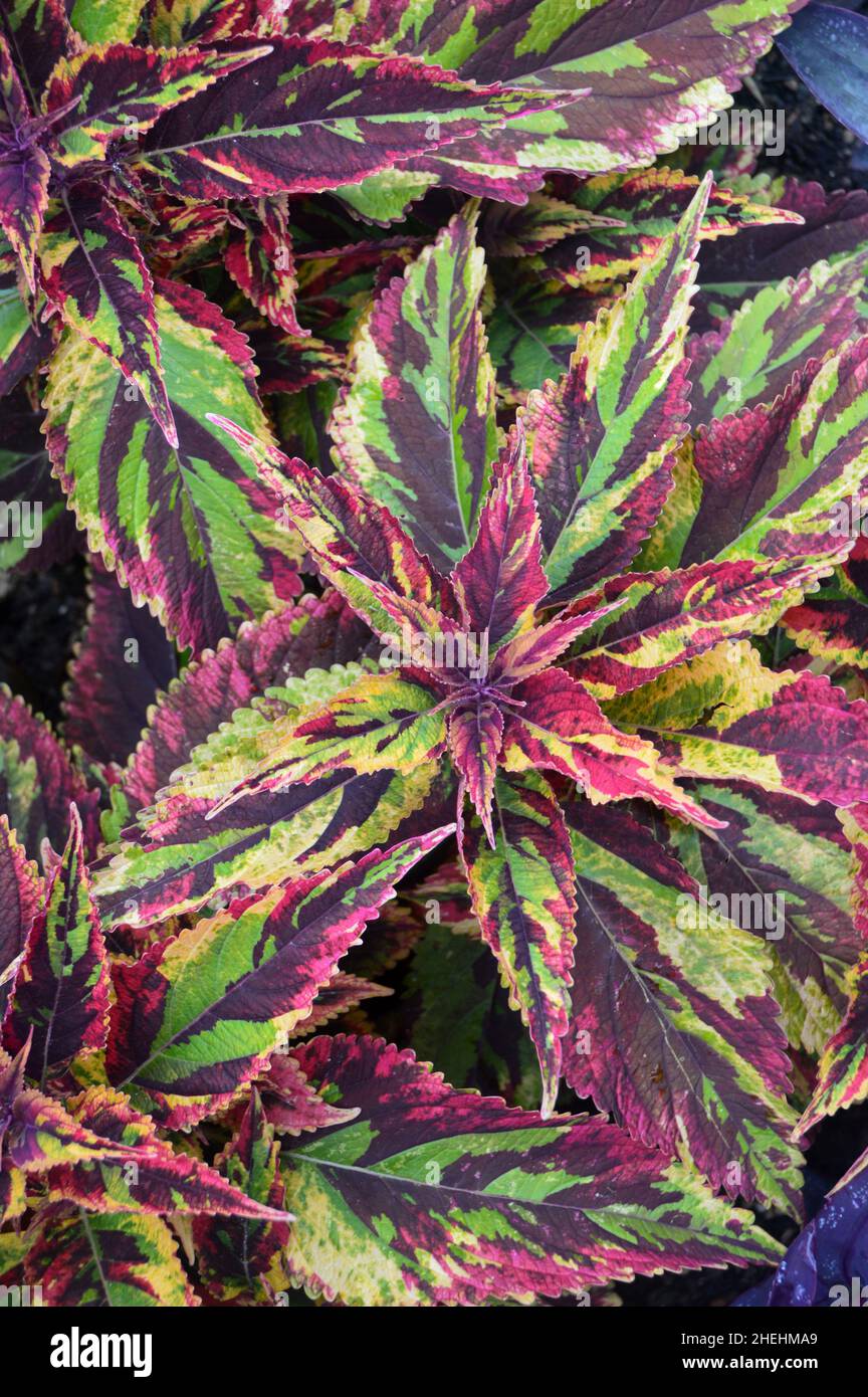 Dark Red/Green Variegated Coleus Scutellarioides 'Combat' Leaves in the ...