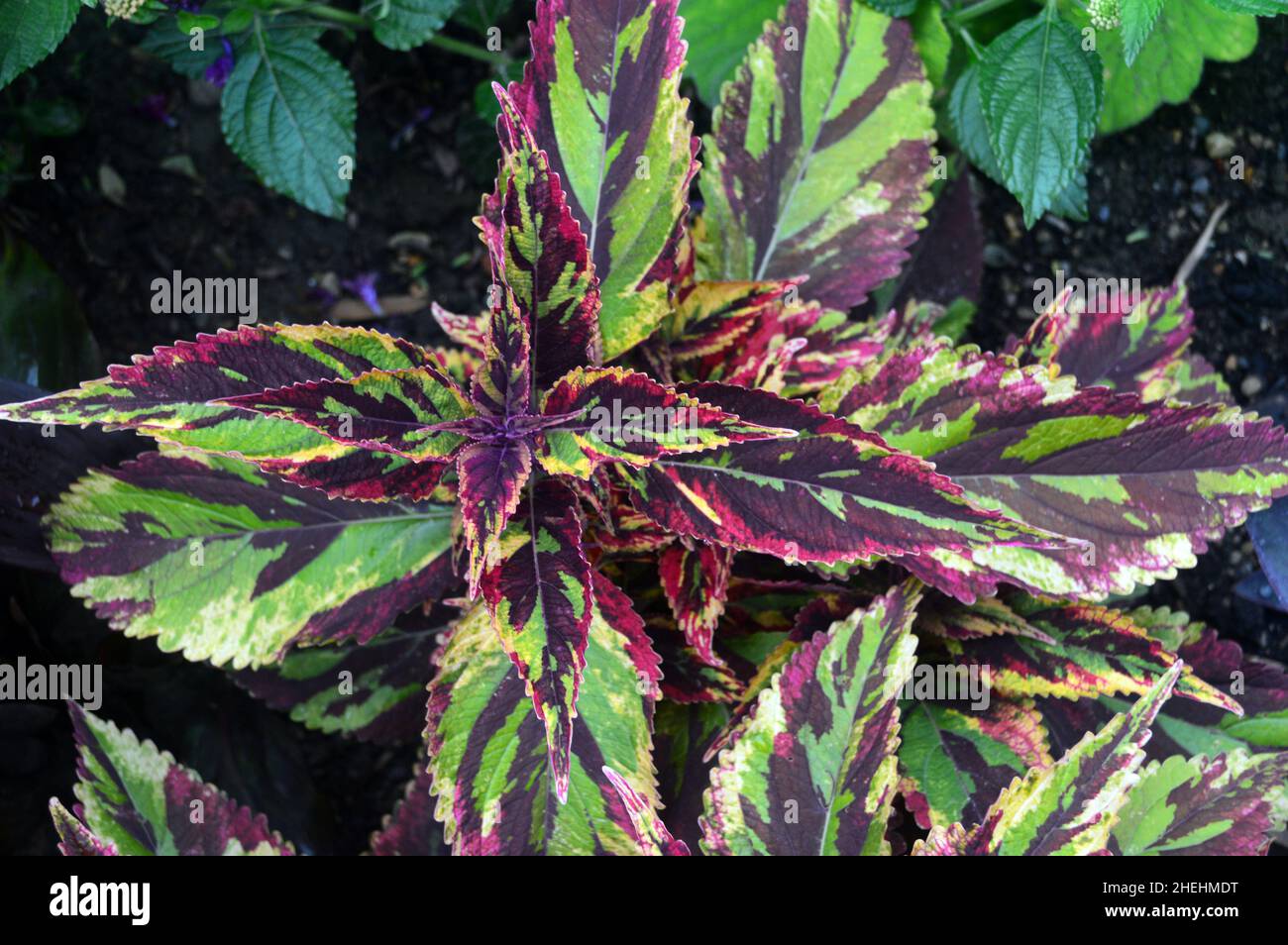 Dark Red/Green Variegated Coleus Scutellarioides 'Combat' Leaves in the ...