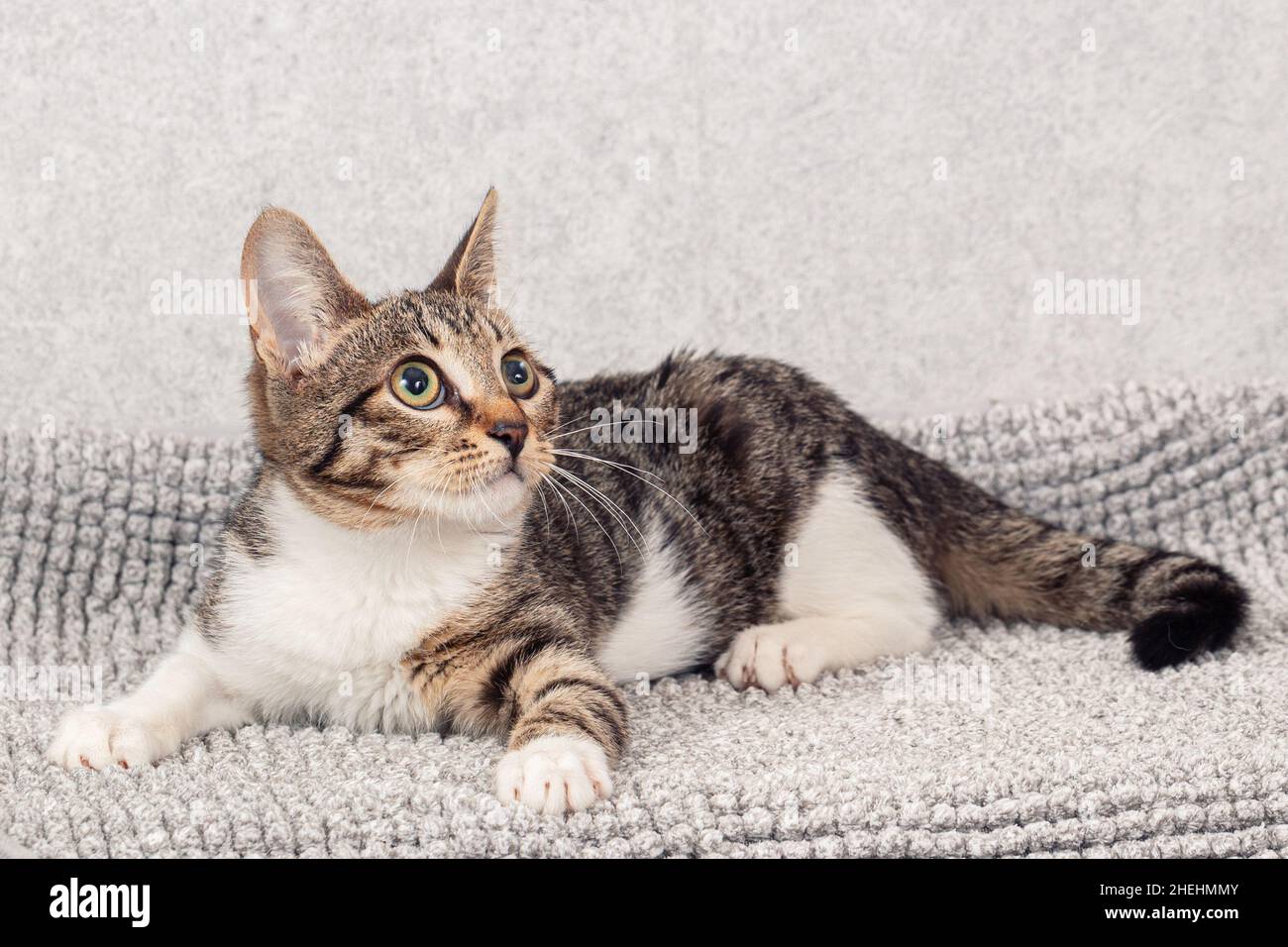 White gray striped domestic hi-res stock photography and images - Alamy