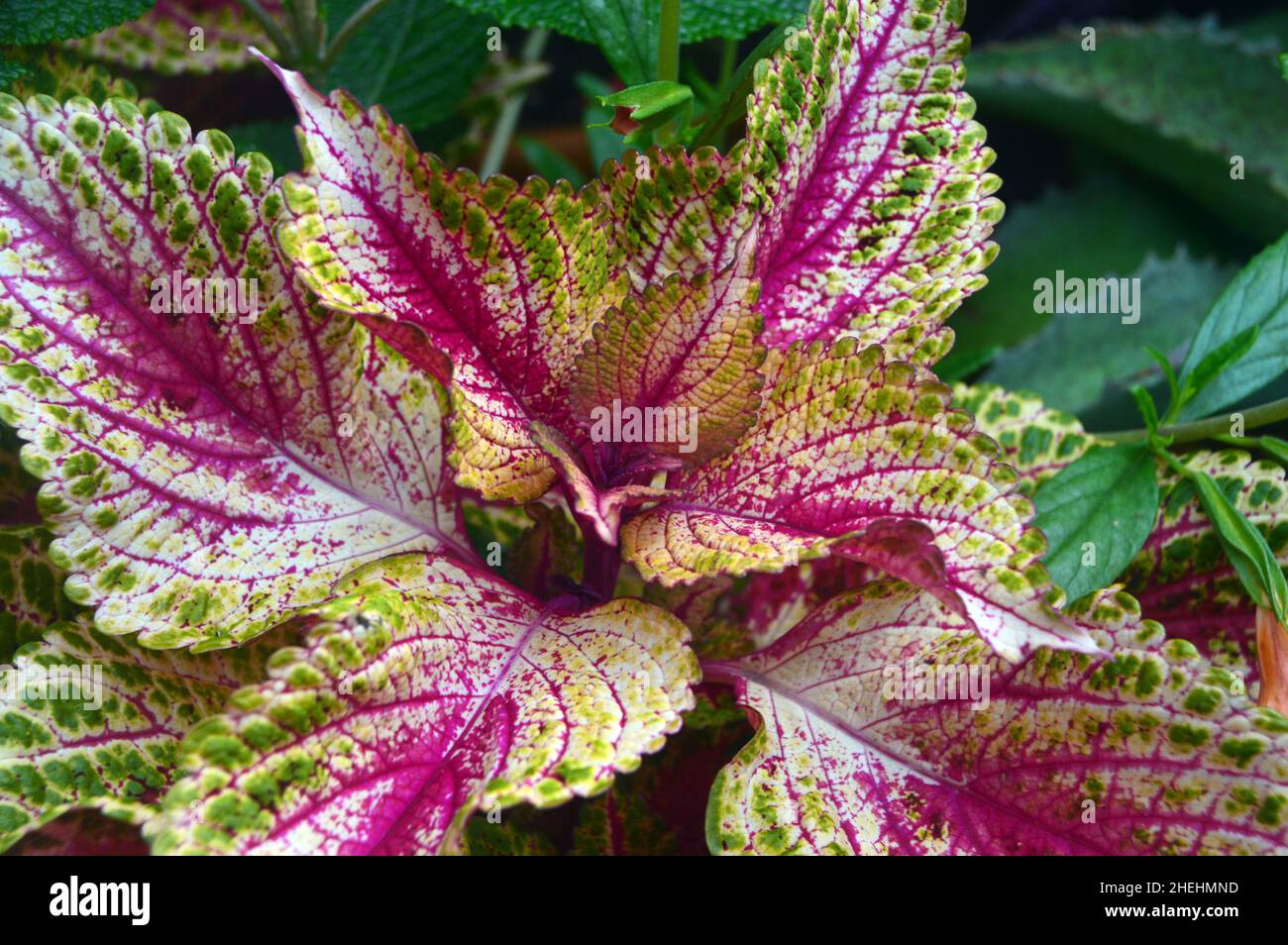 Pink/Green Variegated Coleus Scutellarioides 'Peter's Wonder' Leaves in ...