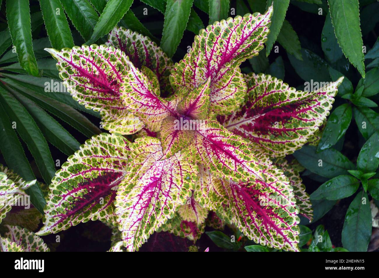 Pink/Green Variegated Coleus Scutellarioides 'Peter's Wonder' Leaves in ...