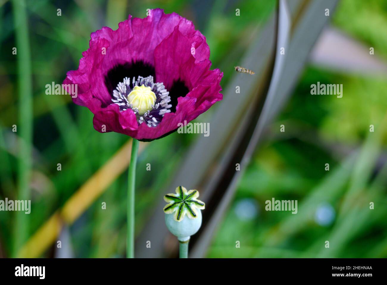 Single Purple Papaver Setigerum (Poppy of Troy) Flower Head & Flower ...