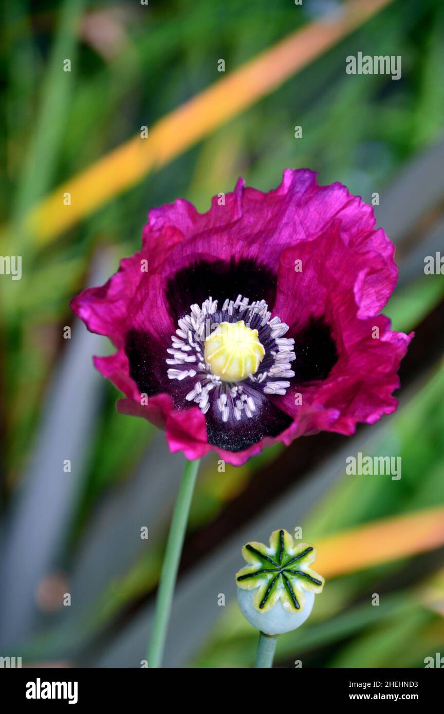 Single Purple Papaver Setigerum (Poppy of Troy) Flower Head & Flower ...