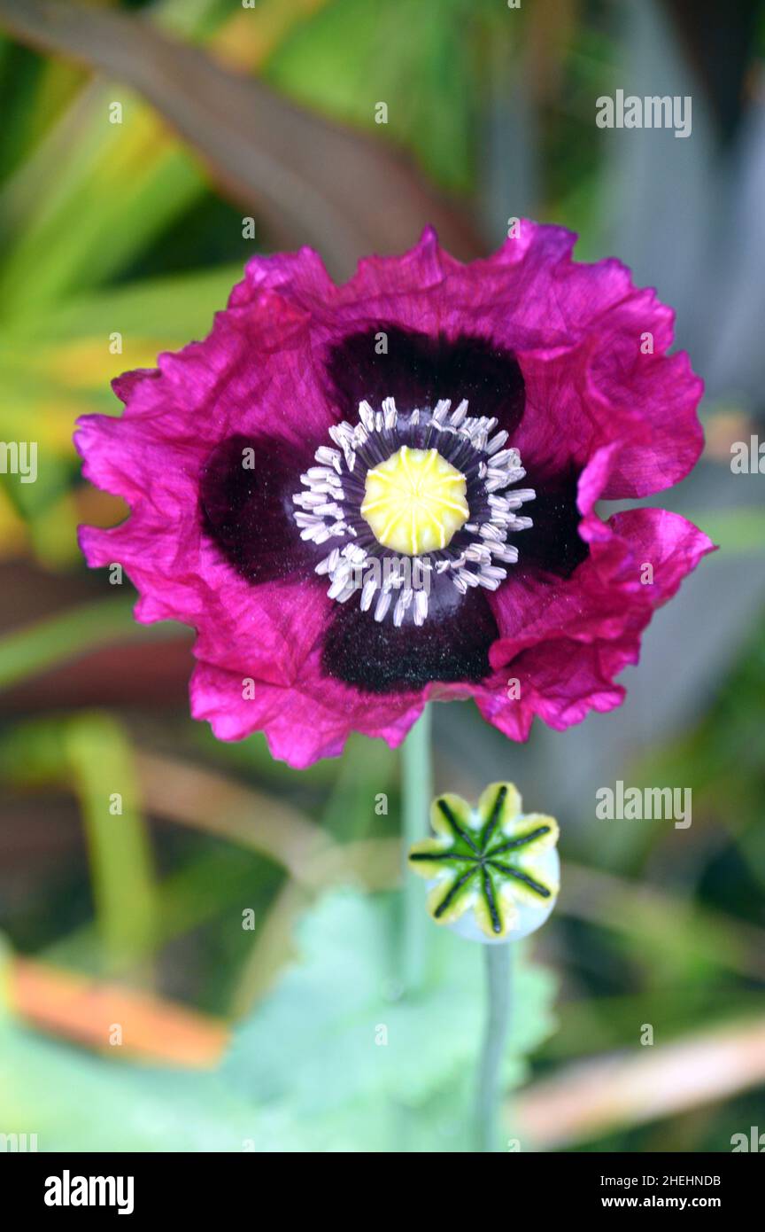 Single Purple Papaver Setigerum (Poppy of Troy) Flower Head & Flower ...
