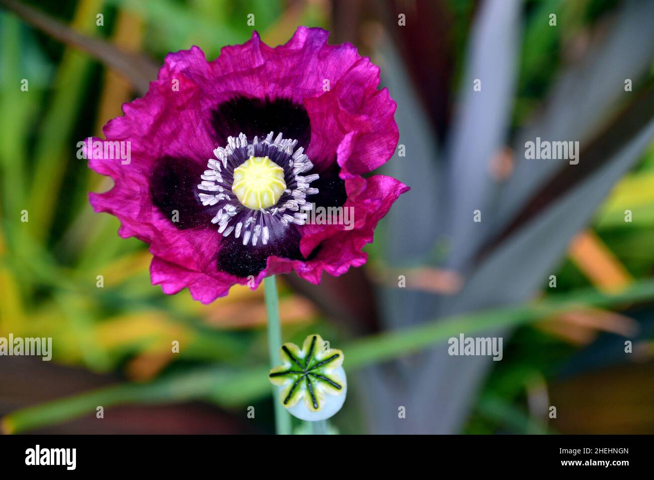 Single Purple Papaver Setigerum (Poppy of Troy) Flower Head & Flower ...