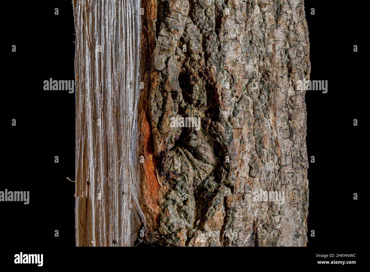 Log bark hi-res stock photography and images - Alamy