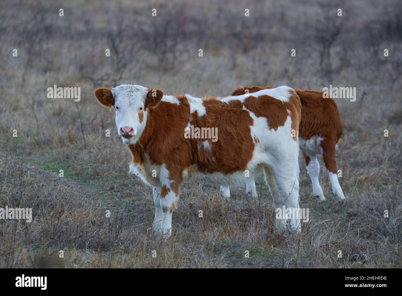 Very young spotted calf on a pasture Stock Photo - Alamy
