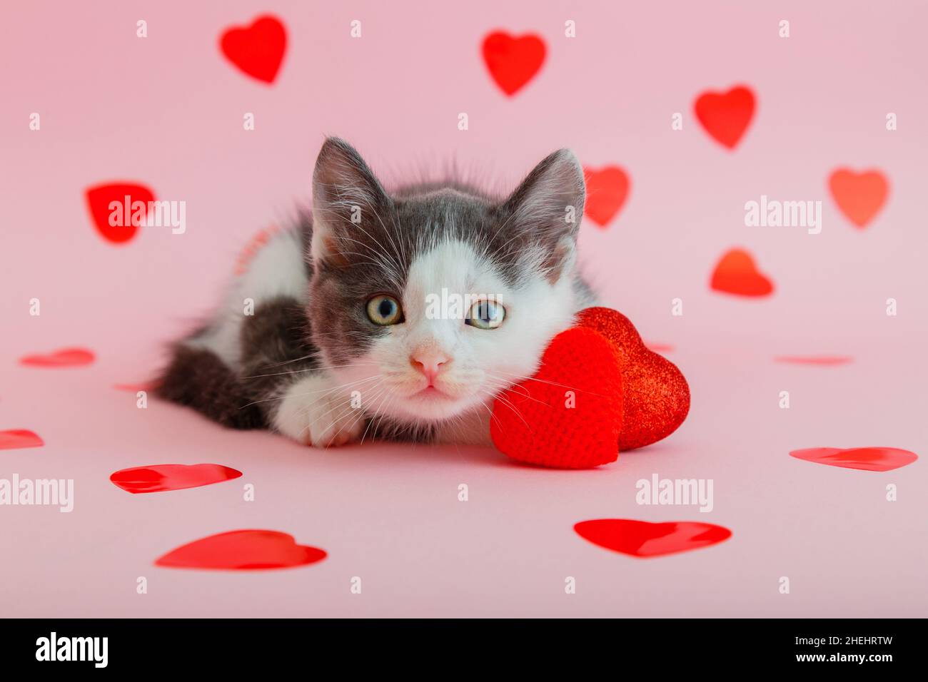 Cute spotted black white kitten Holds in paw hug red heart as symbol of ...