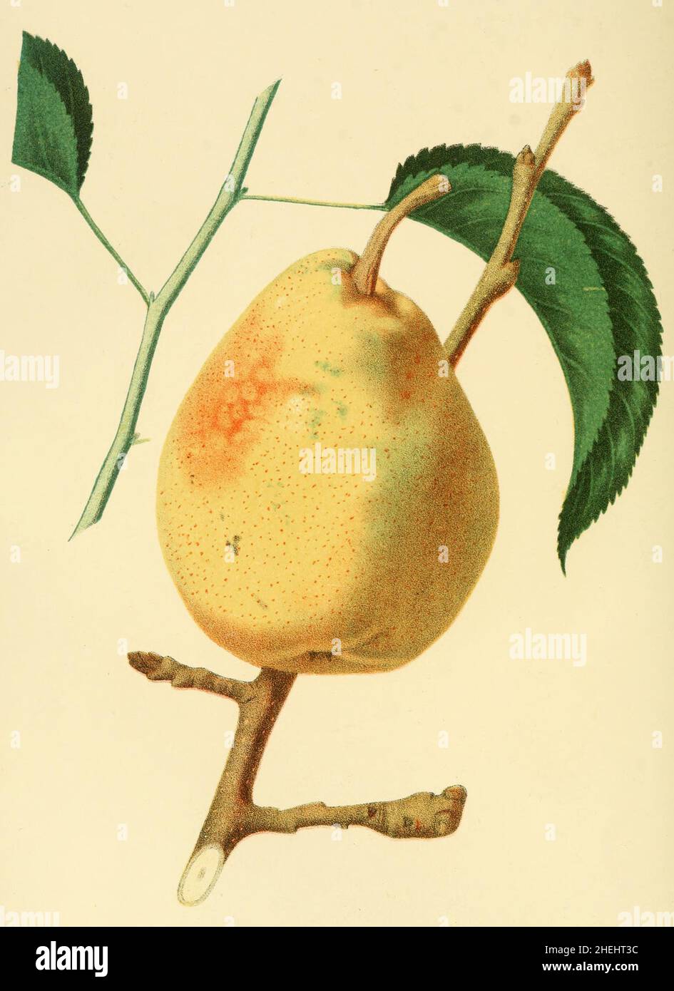 Birne der Sorte Swan's Orange Pear, Historisch, historical, digital ...
