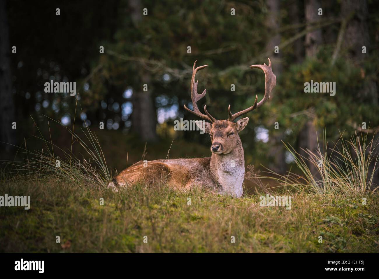 deer in the wild nature in the netherlands Stock Photo - Alamy
