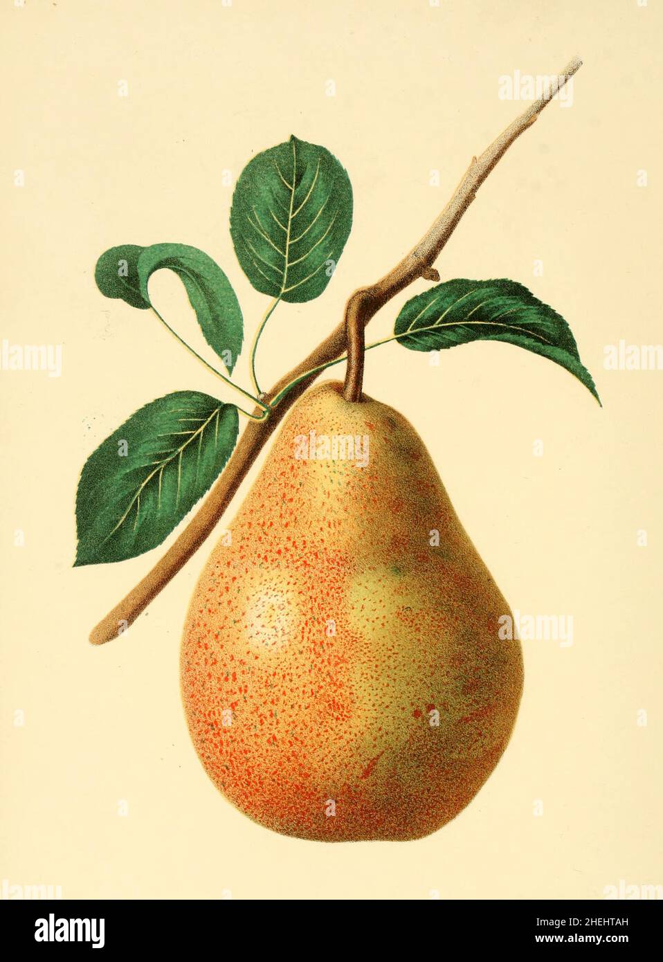 Birne der Sorte Dix Pear, Historisch, historical, digital improved ...