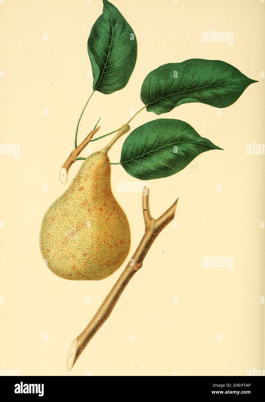 Birne der Sorte Las Canas Pear, Historisch, historical, digital ...