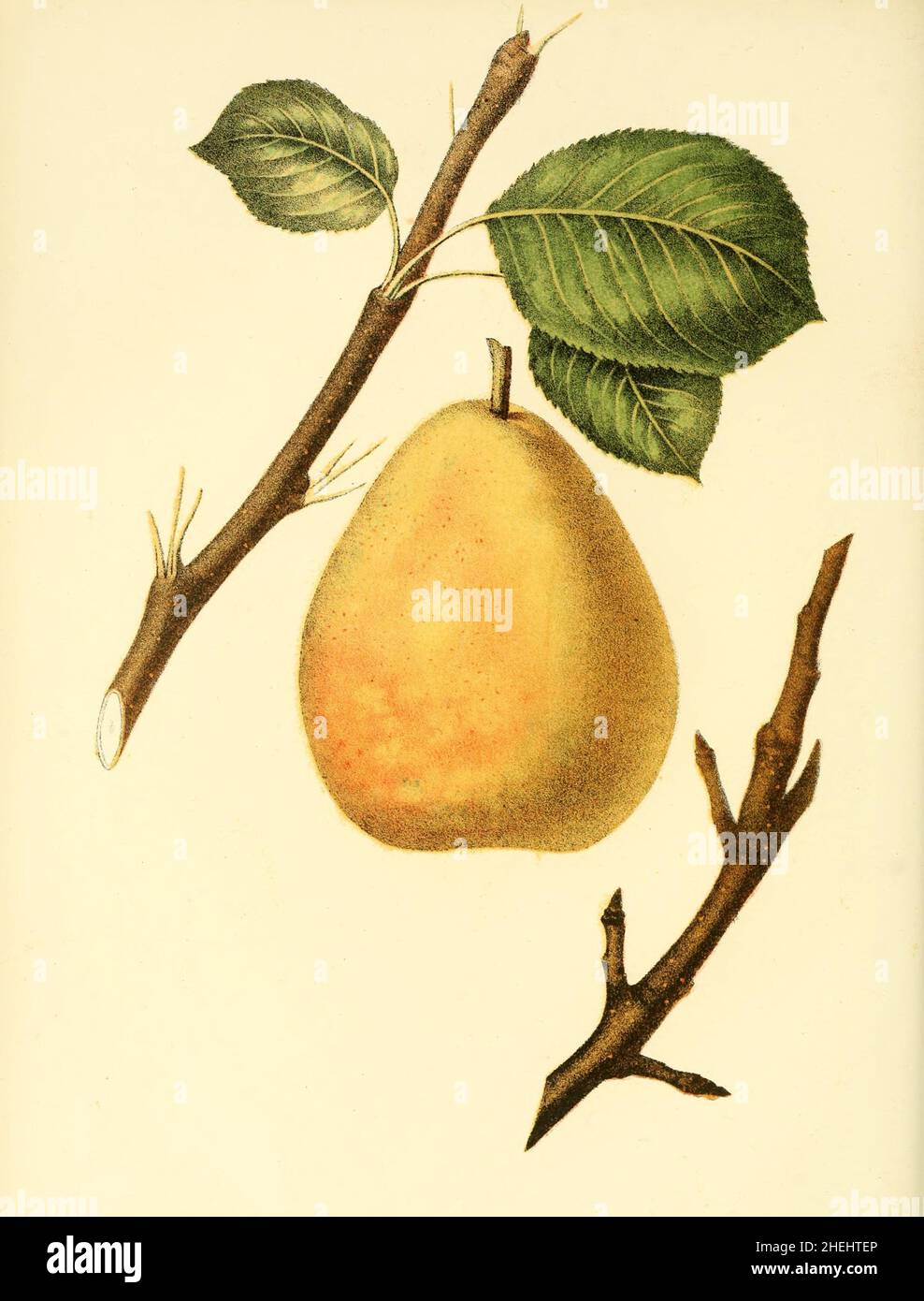 Birne der Sorte Buffum Pear, Historisch, historical, digital improved ...