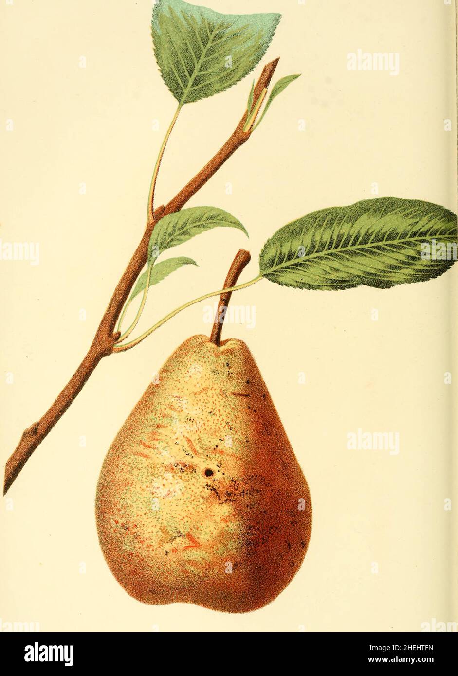 Birne der Sorte Marie Louise Pear, Marie Luise Birne, Historisch ...