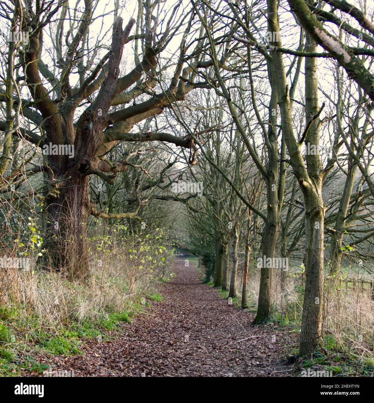 A tree-lined rural footpath in winter. A 300-year-old oak tree can be ...