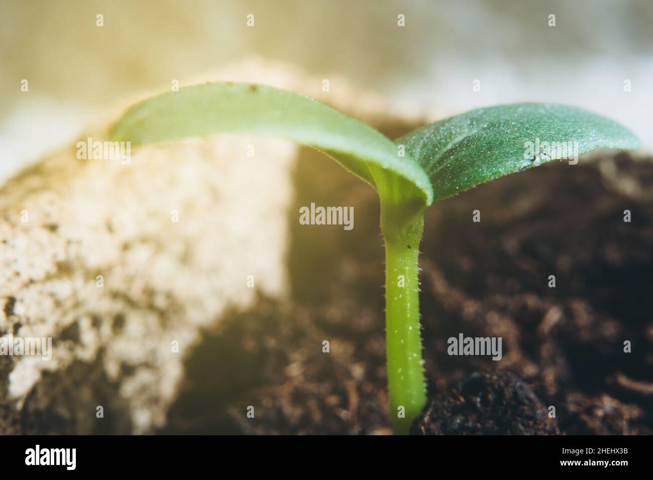 A young plant sprouted from a seed in a peat pot in the sunset, close ...