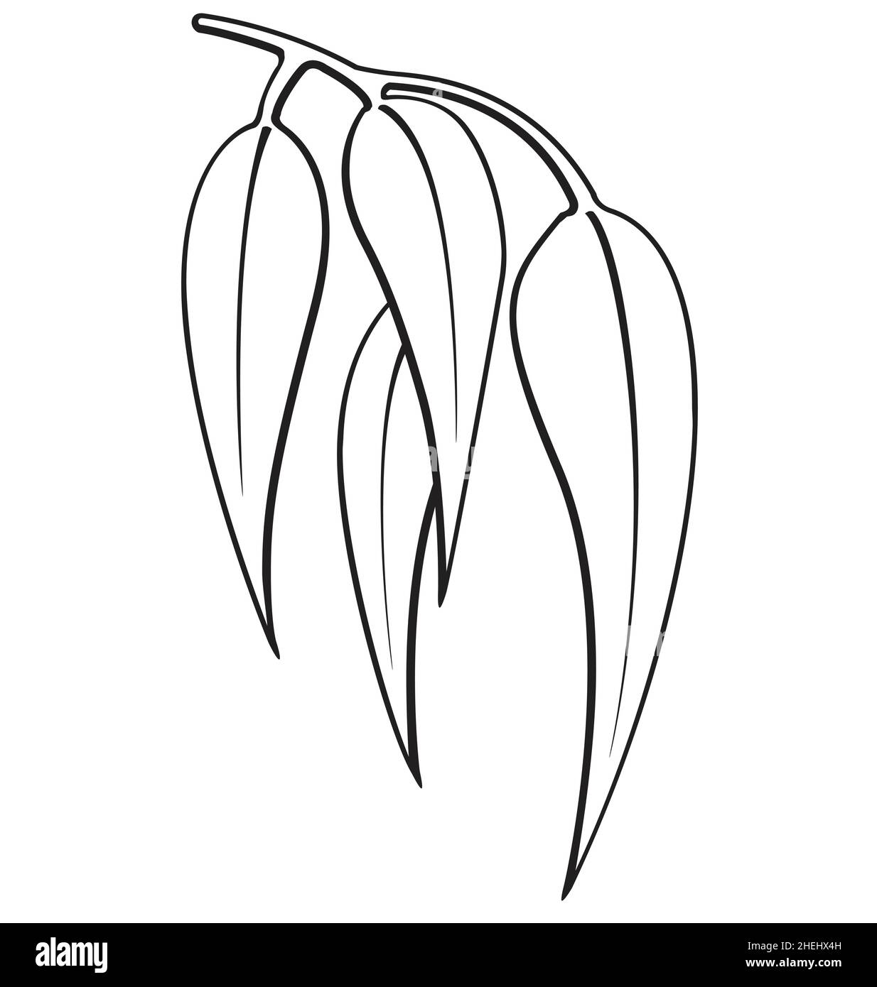 Eucalyptus silhouette Cut Out Stock Images & Pictures - Alamy