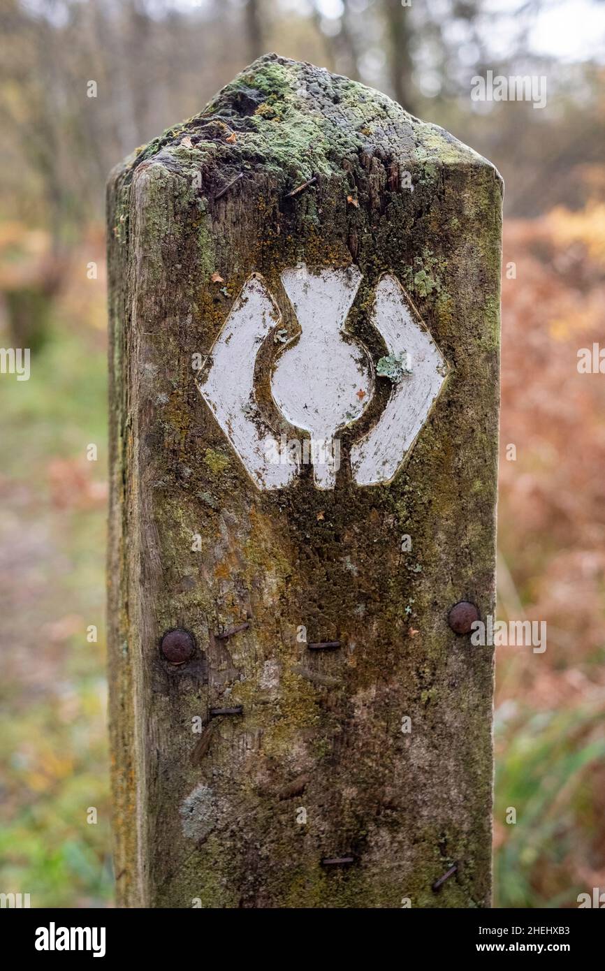 Scottish thistle logo hi-res stock photography and images - Alamy