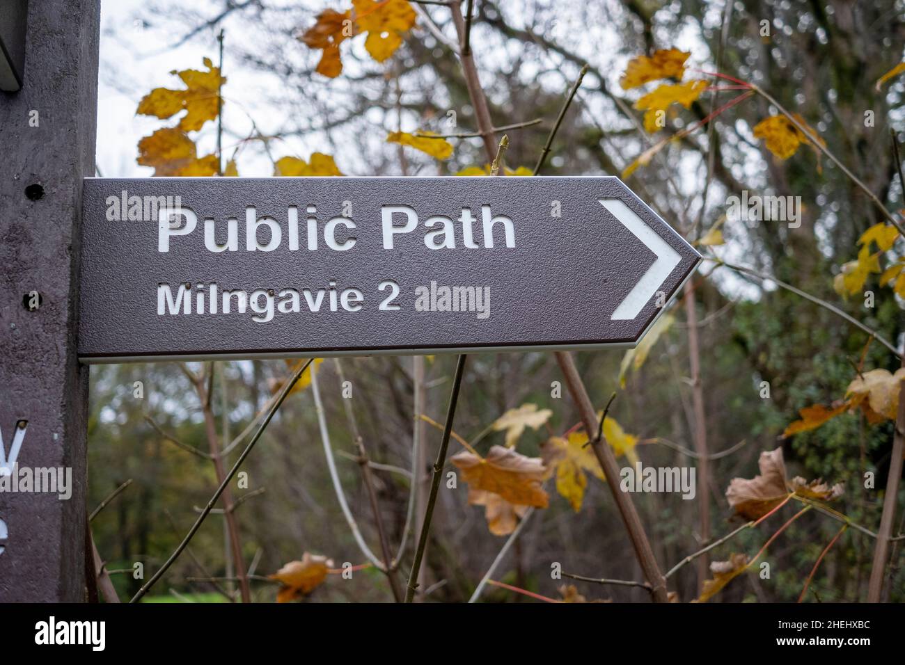 Scottish thistle logo hi-res stock photography and images - Alamy