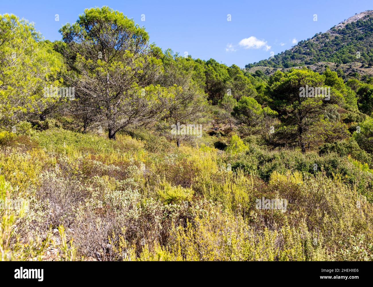 Ruta Botanica waking route from Area Recreativa El Alcázar, Sierra ...